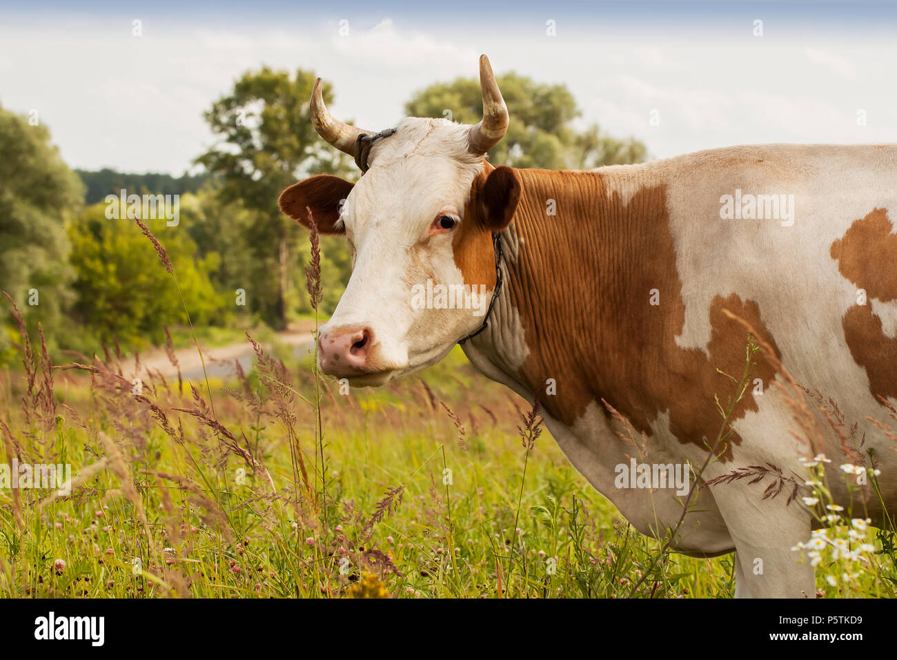 Red young cow with white spots on pasture in the village in summer time ...