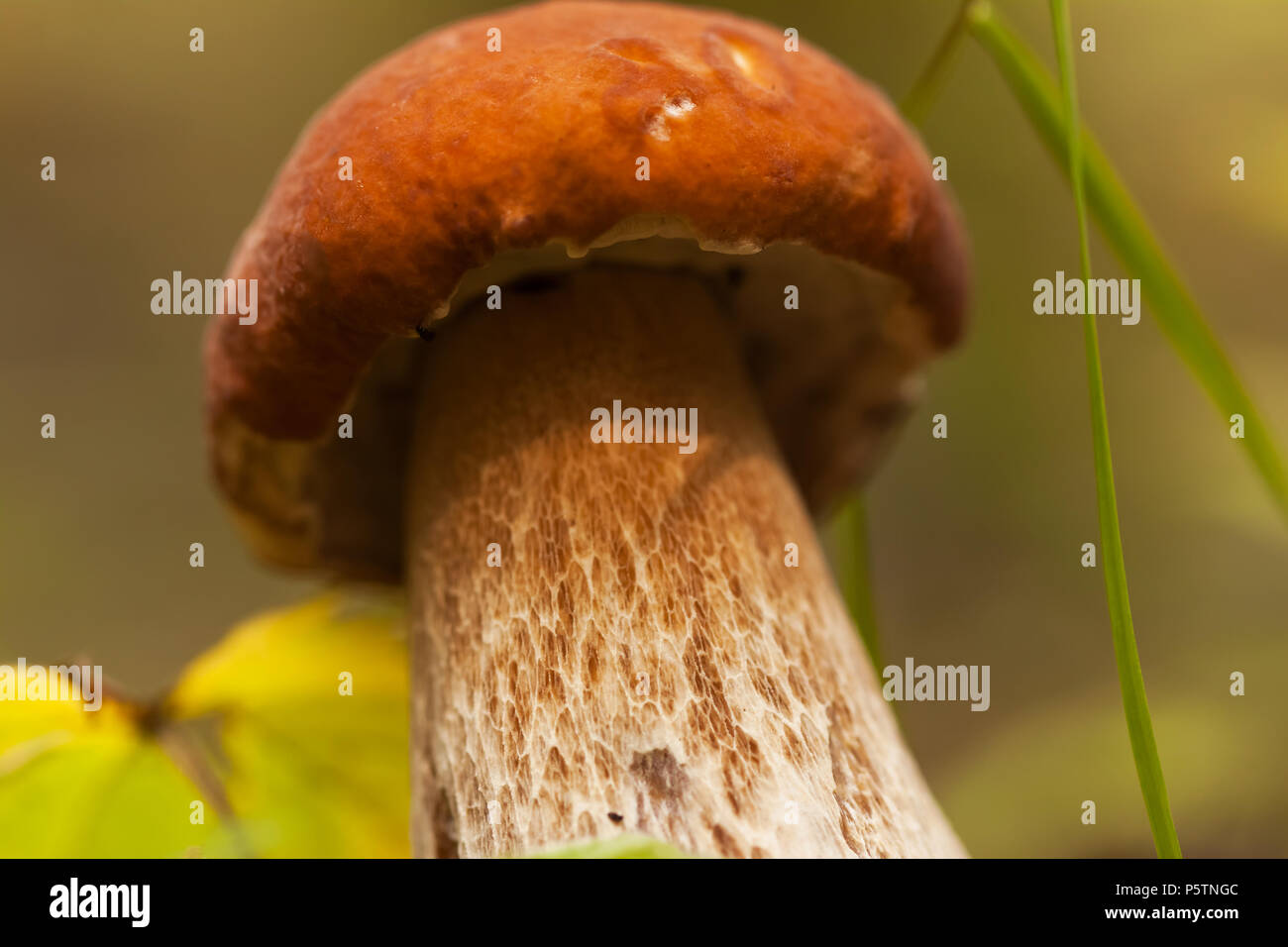 The best edible mushroom hi-res stock photography and images - Alamy