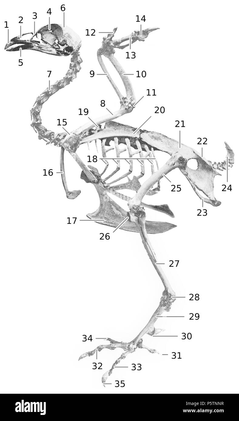 Chicken skeleton Black and White Stock Photos & Images - Alamy