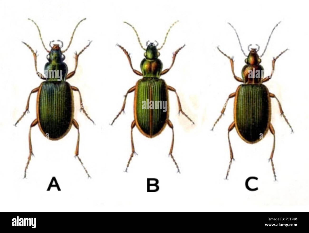 1737 vienna hi-res stock photography and images - Alamy