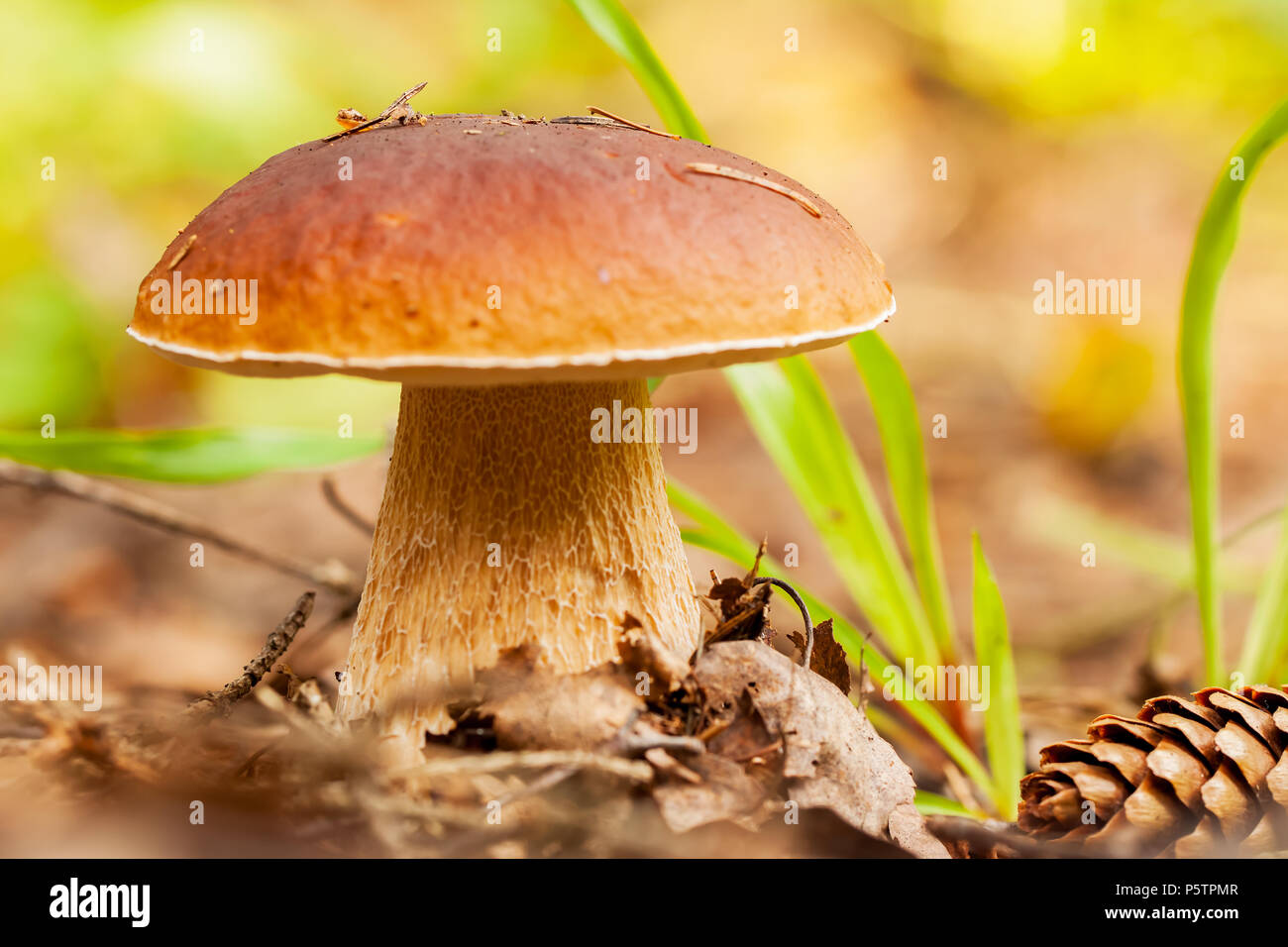Mushrooms Bolete in the wild, Boletus pinophilus Stock Photo - Alamy