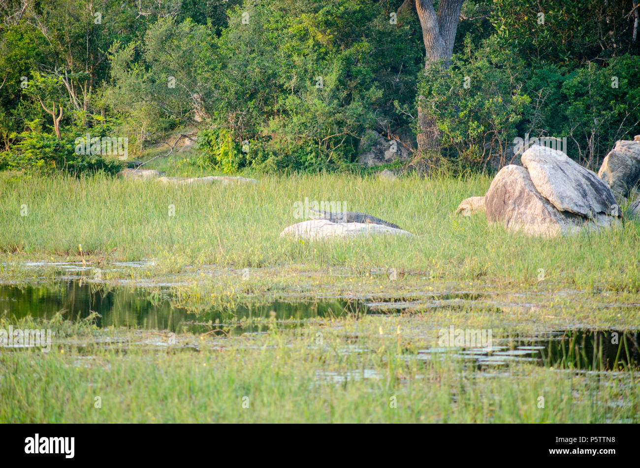 Yala National Park, Sri Lanka Stock Photo - Alamy