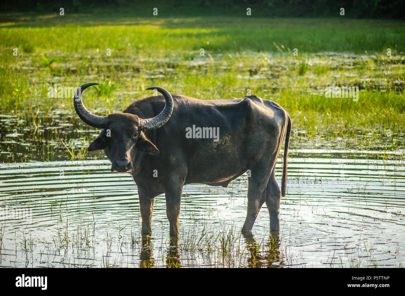 Yala east national park hi-res stock photography and images - Alamy
