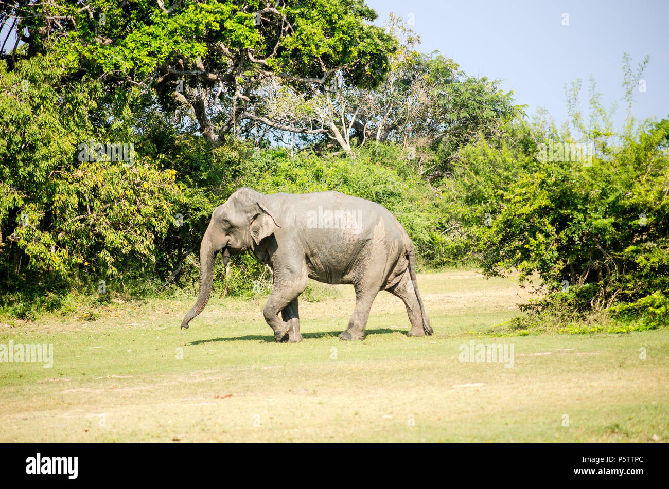 Yala National Park, Sri Lanka Stock Photo - Alamy