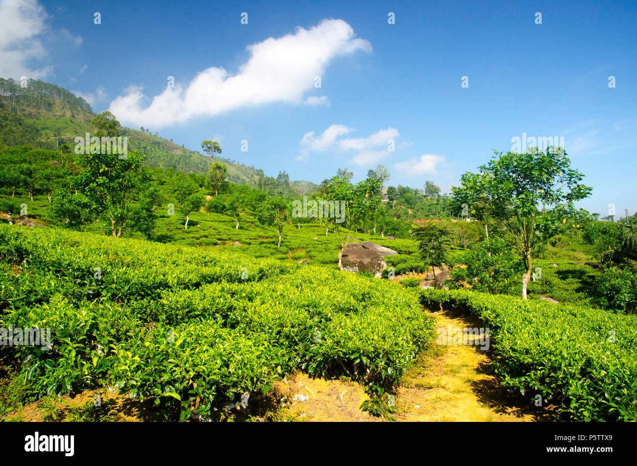 Tea estate sri lanka hi-res stock photography and images - Alamy