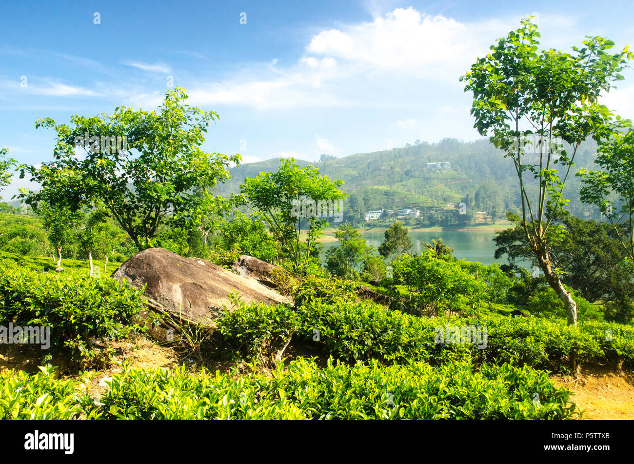Tea estate sri lanka hi-res stock photography and images - Alamy