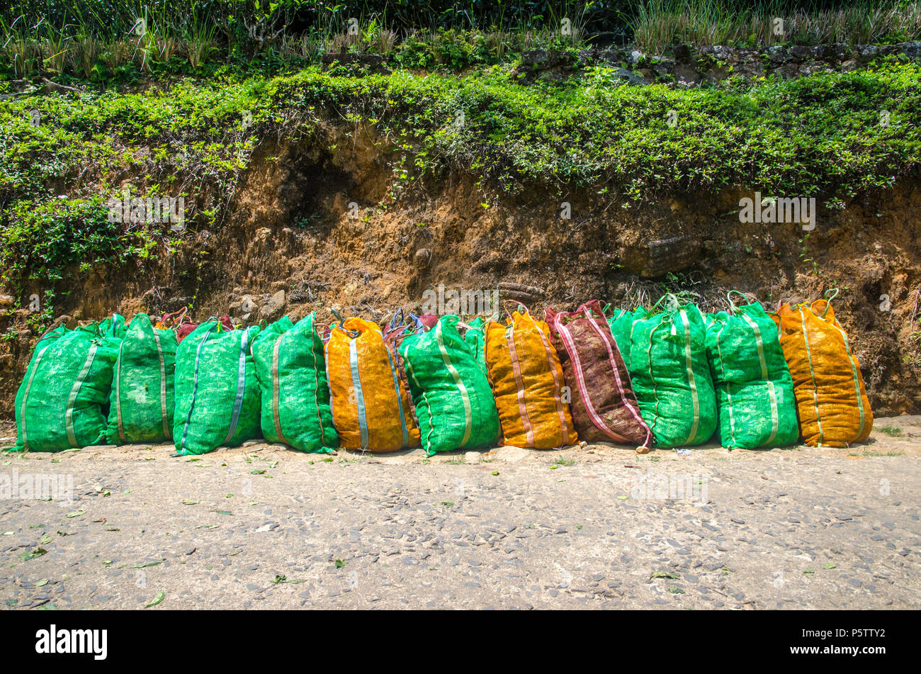 Tea sacks, Damro tea estate, Sri Lanka Stock Photo - Alamy