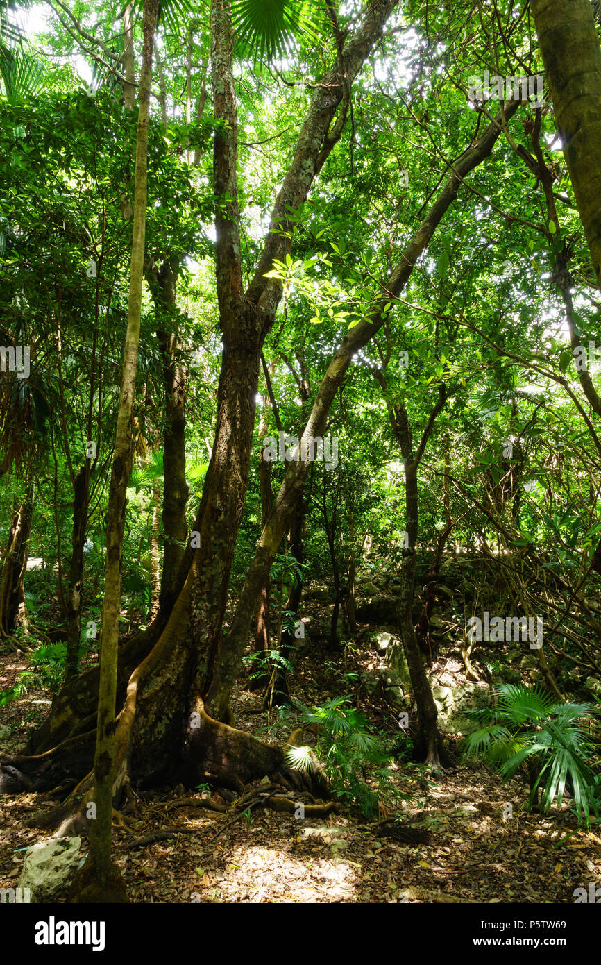 Tropical Rainforest Landscape Mexico Cancun Stock Photo - Alamy