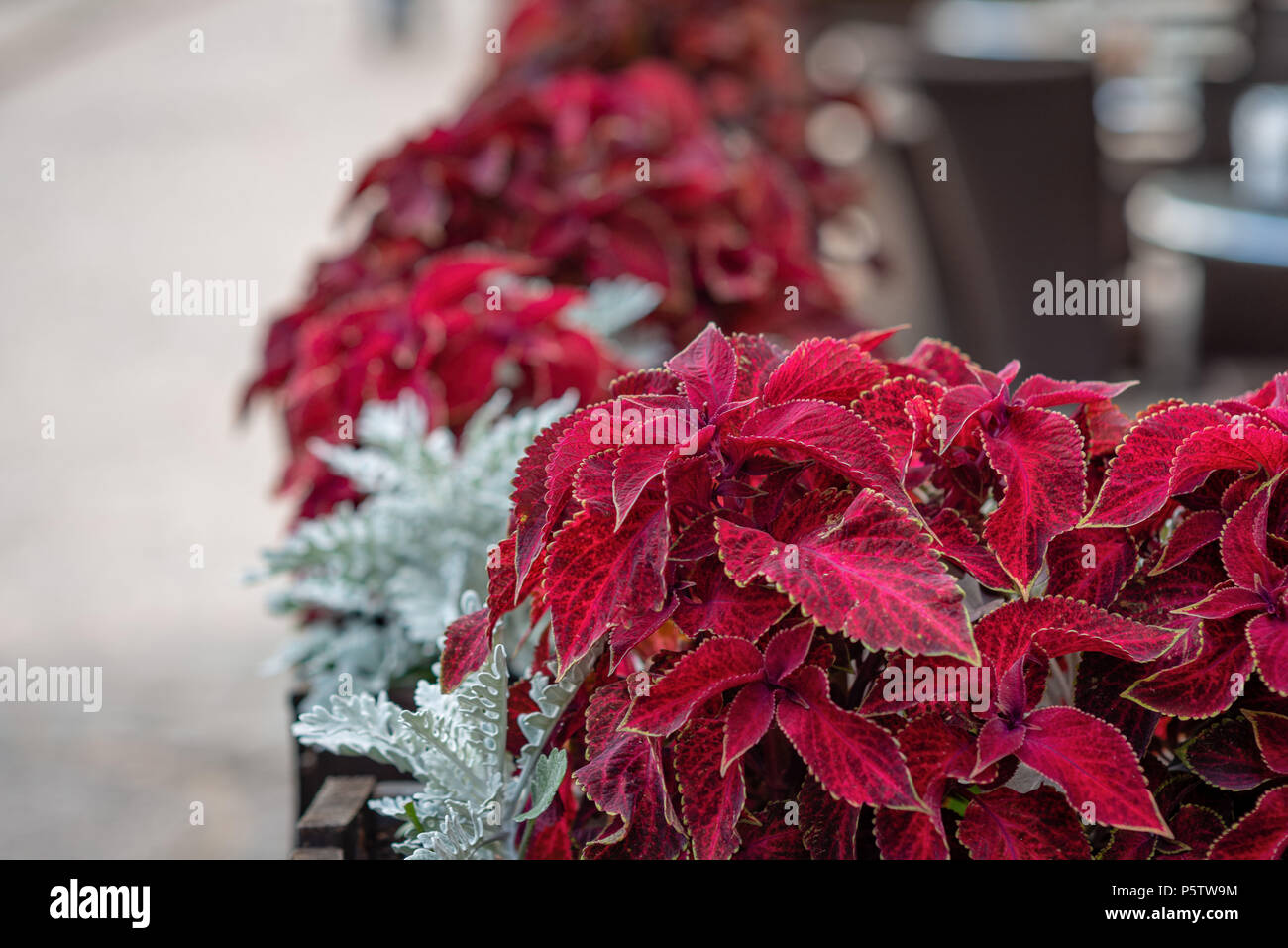 Ornamental plants with red leaves. Close-up photograph Stock Photo - Alamy