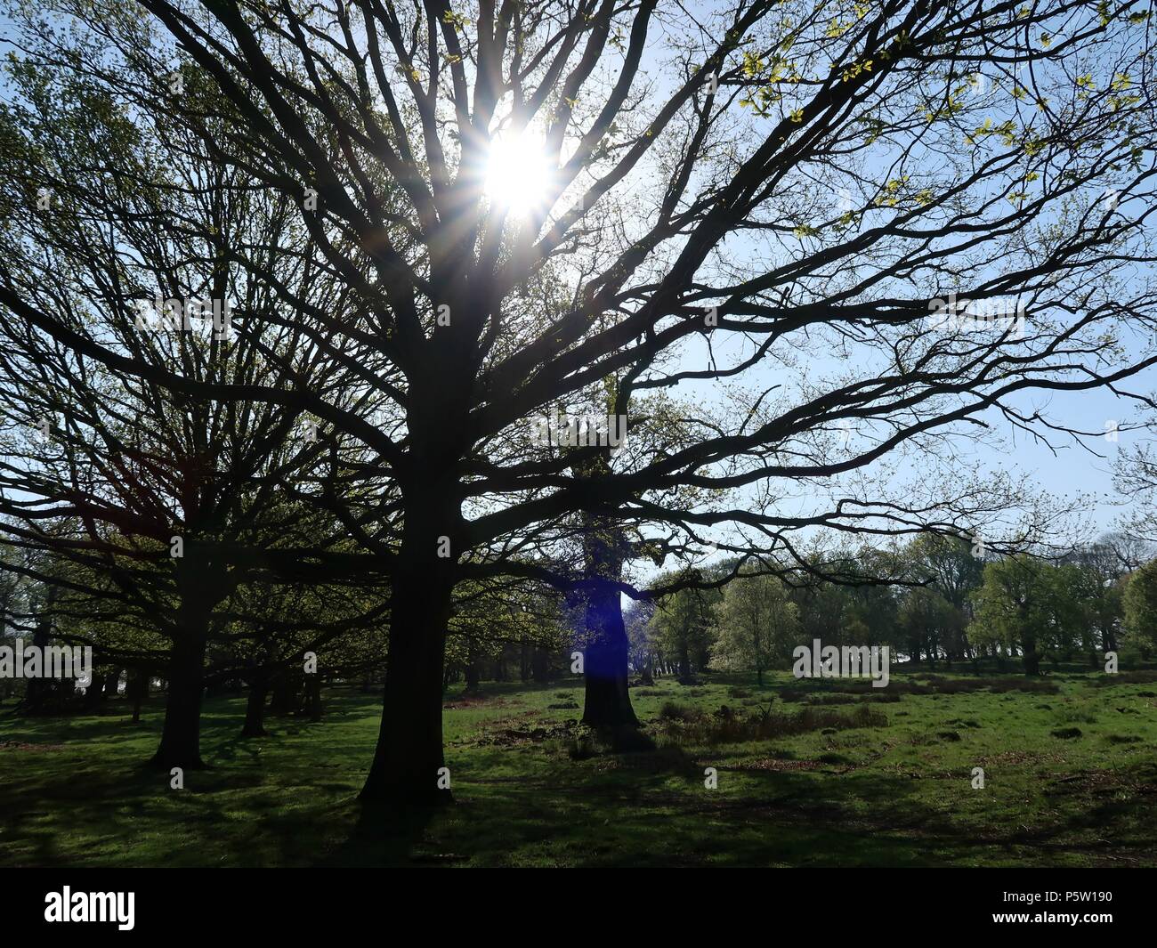 Sunny Leafy Canopy Stock Photo - Alamy