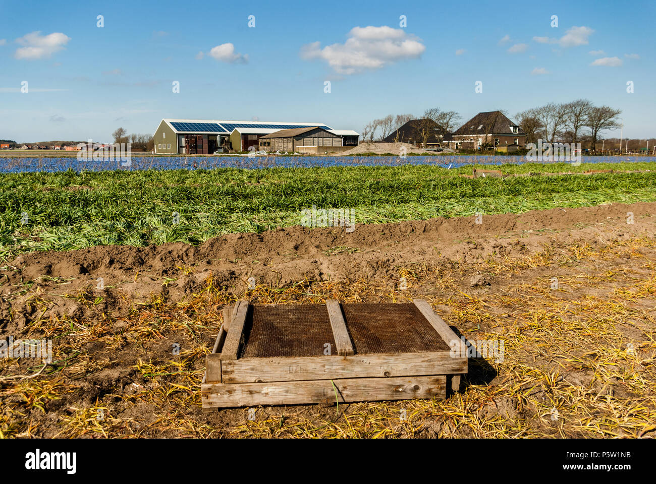 Flower farm and fields with bulb crate and grape hyacinth in different ...
