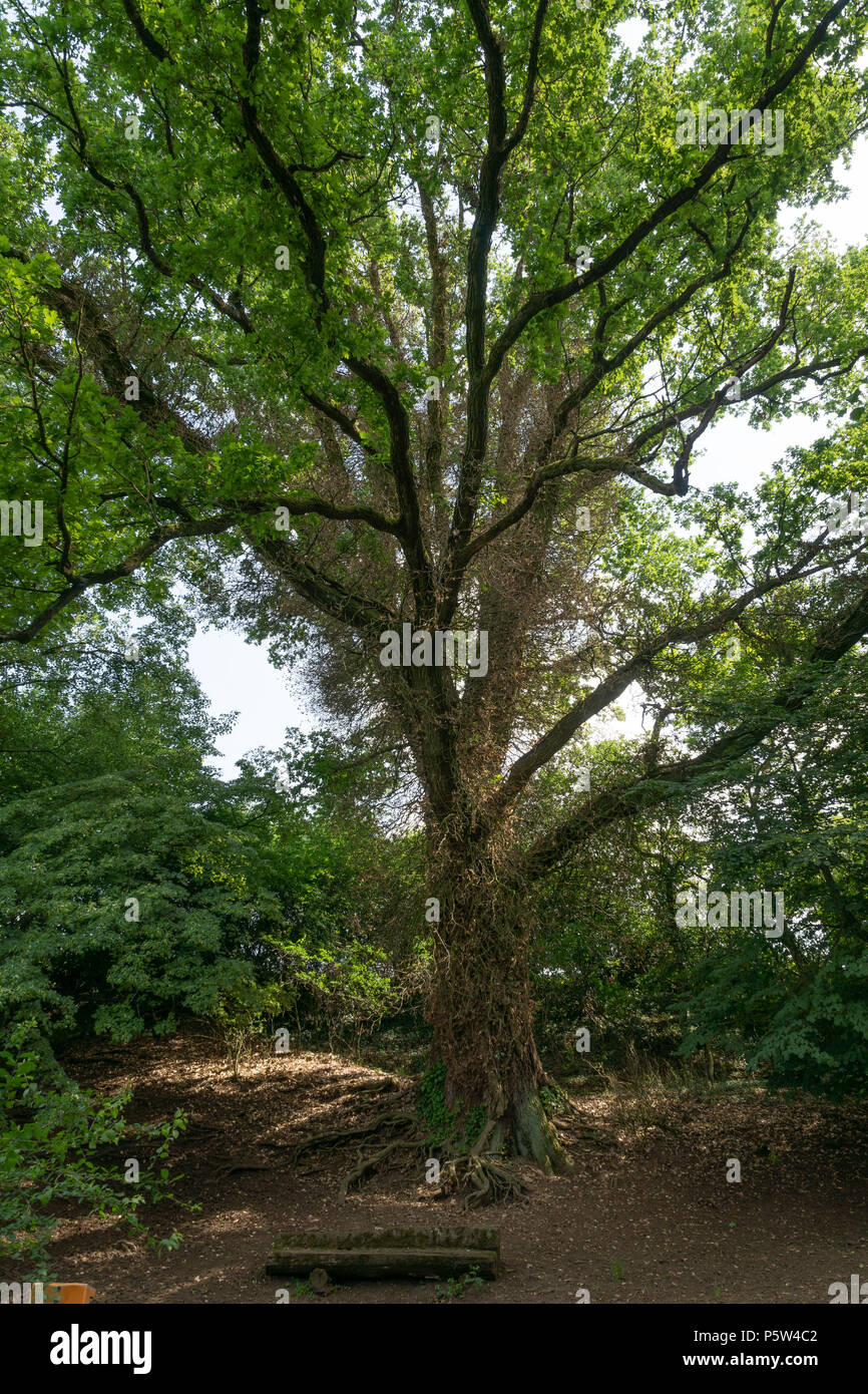 Truncated tree hi-res stock photography and images - Alamy