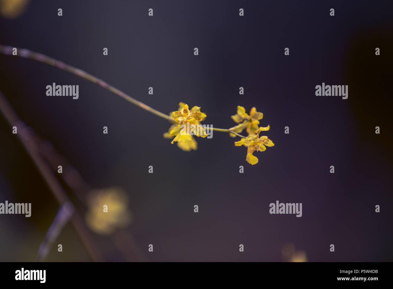 Nature, Dancing flowers Stock Photo - Alamy