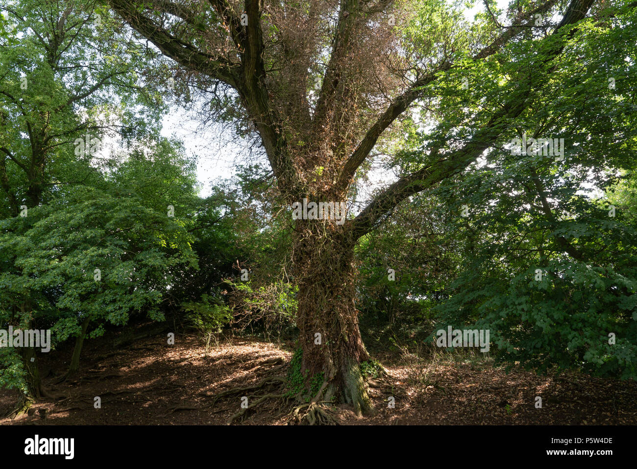 Truncated tree hi-res stock photography and images - Alamy