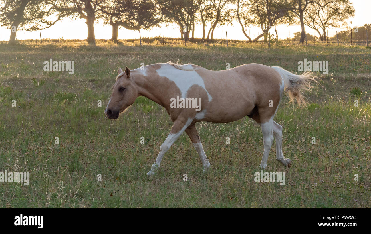 Light Brown Horse Running to the Left Stock Photo - Alamy