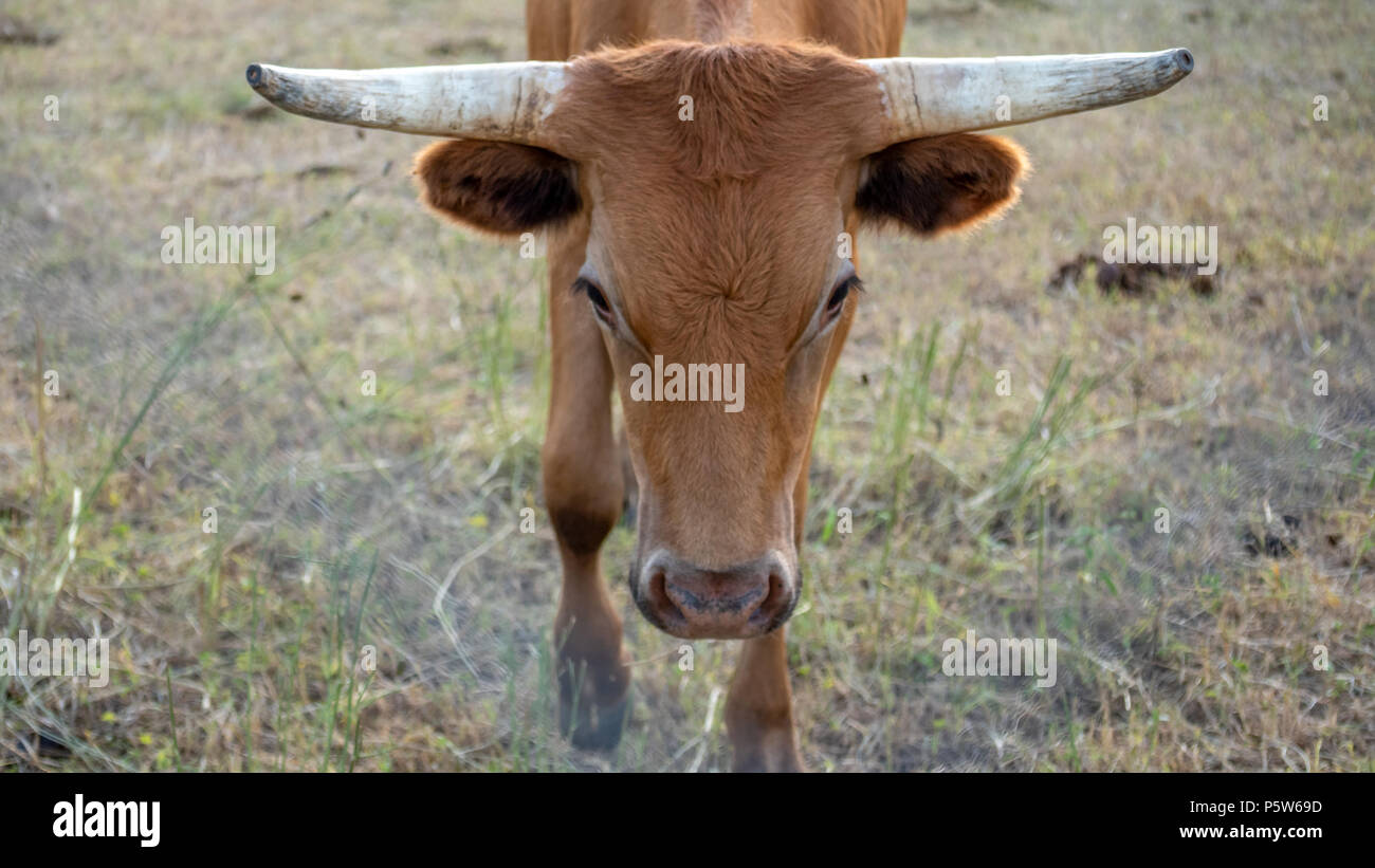 Close up of Longhorn Head through fence Stock Photo - Alamy