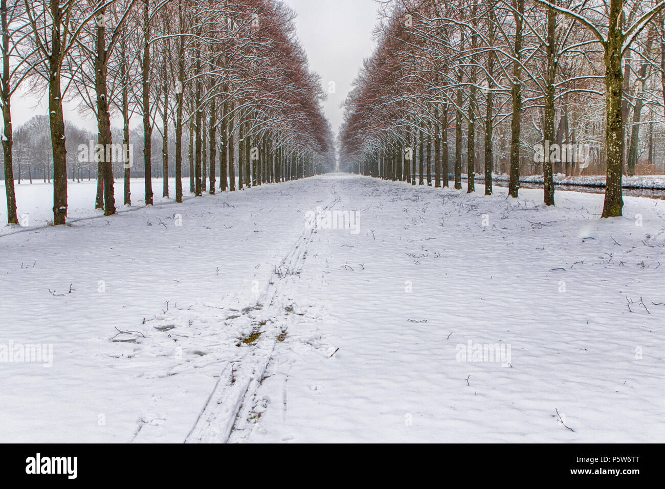 Snowy path into several trees in the forest Stock Photo - Alamy