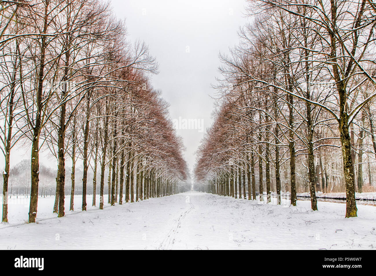 Snowy path into several trees in the forest Stock Photo - Alamy