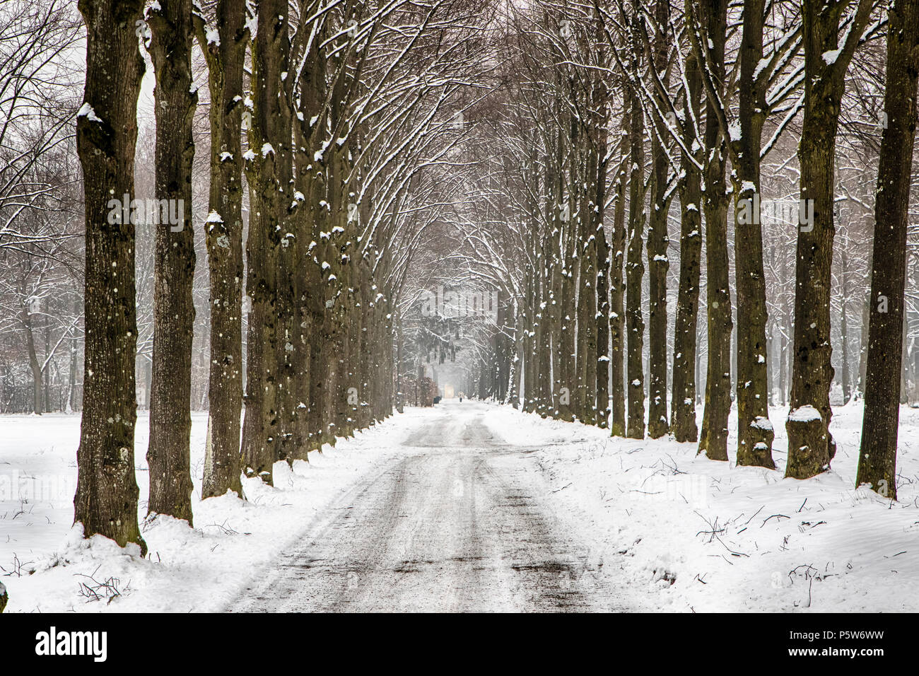 Snowy path into several trees in the forest Stock Photo - Alamy