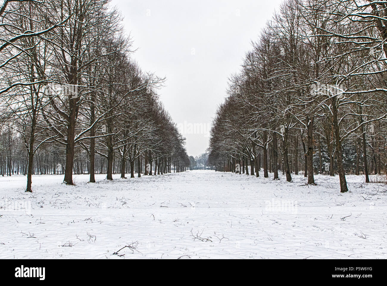 Snowy tunnel of trees hi-res stock photography and images - Alamy