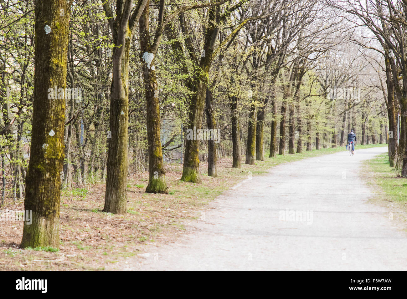 A Walkway Lane Path With Trees in Forest. Beautiful Alley, road In Park ...