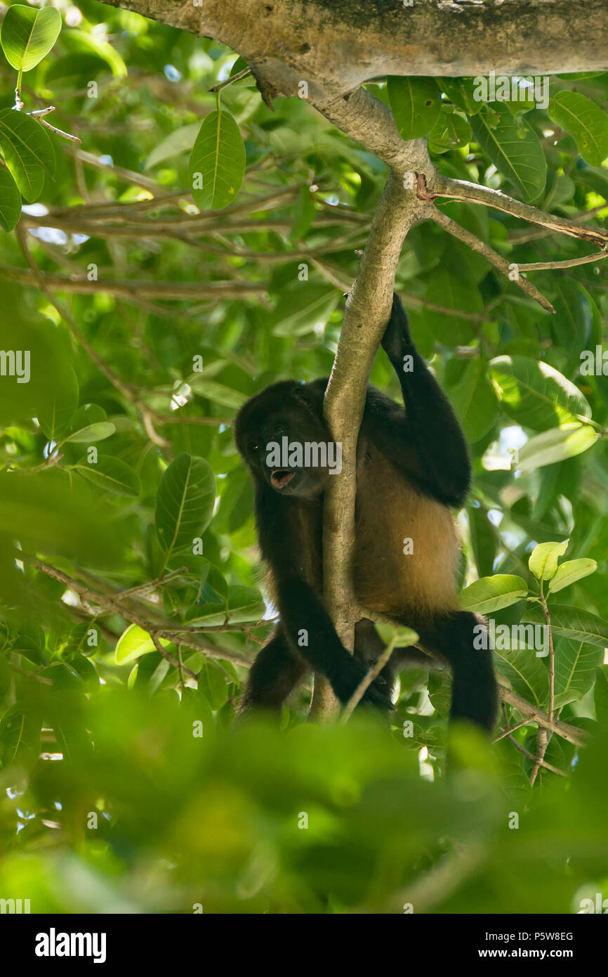 A howler monkey sitting in the tree tops of a forest Stock Photo - Alamy