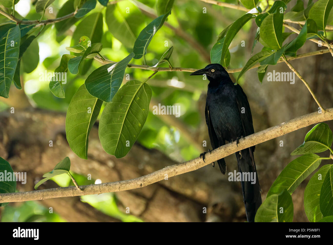 Male great tailed grackle hi-res stock photography and images - Alamy