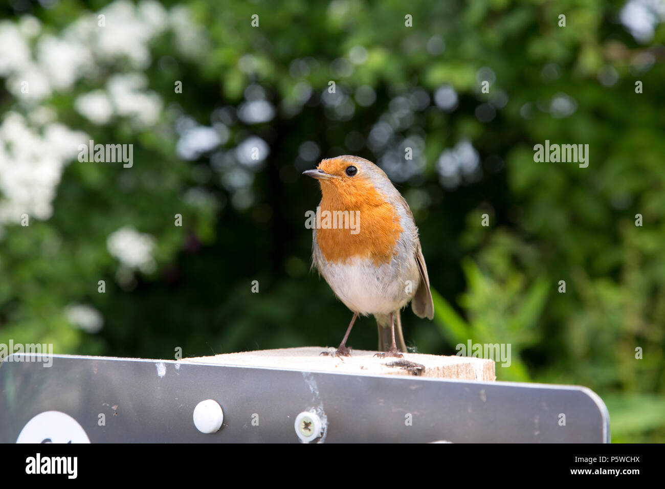 Robin bird uk hi-res stock photography and images - Alamy