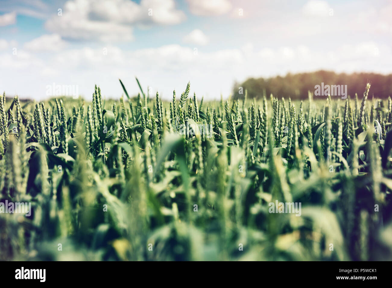 wheat crop field Stock Photo - Alamy