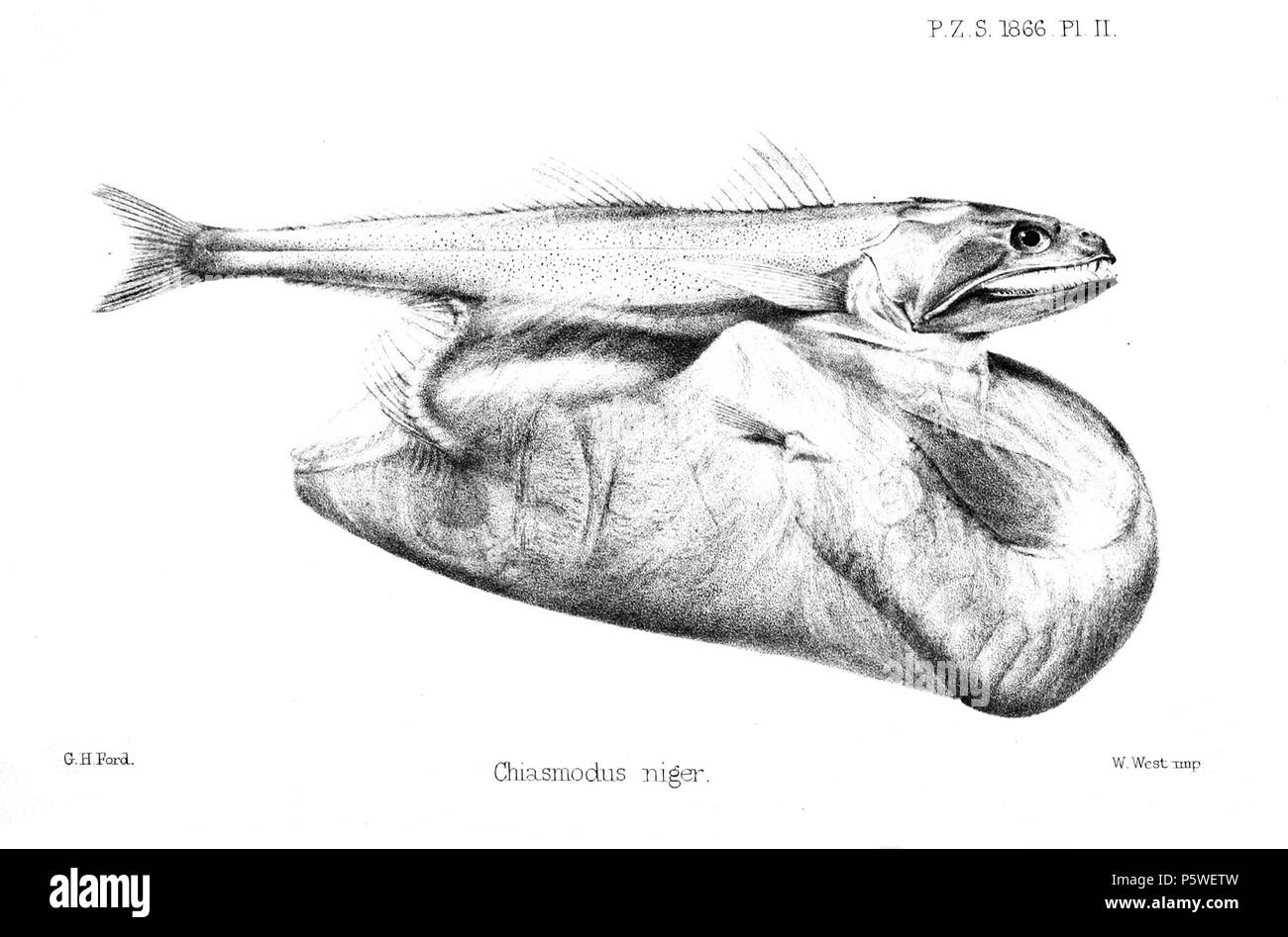 Chiasmodon niger hi-res stock photography and images - Alamy