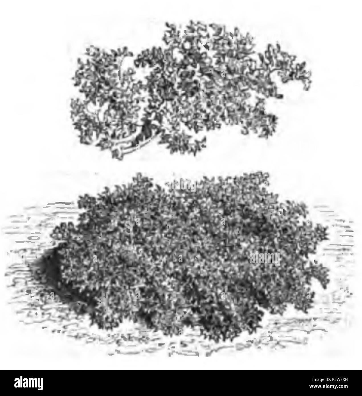 Mousse Black and White Stock Photos & Images - Alamy