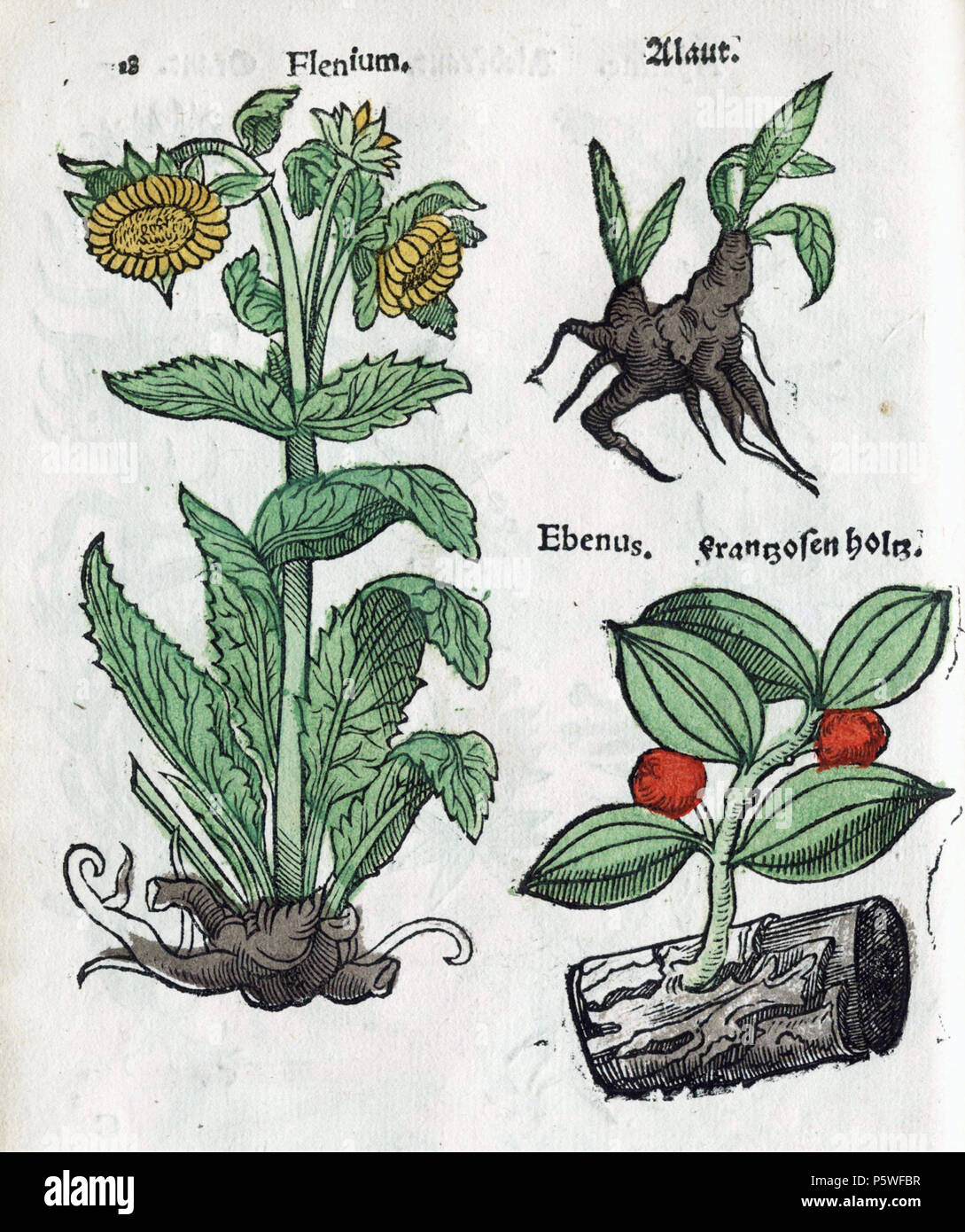 Herbarum hi-res stock photography and images - Alamy