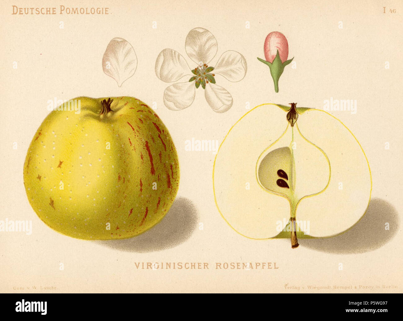 N/A. English: Illustration 46 from Deutsche Pomologie - Aepfel Apple ...