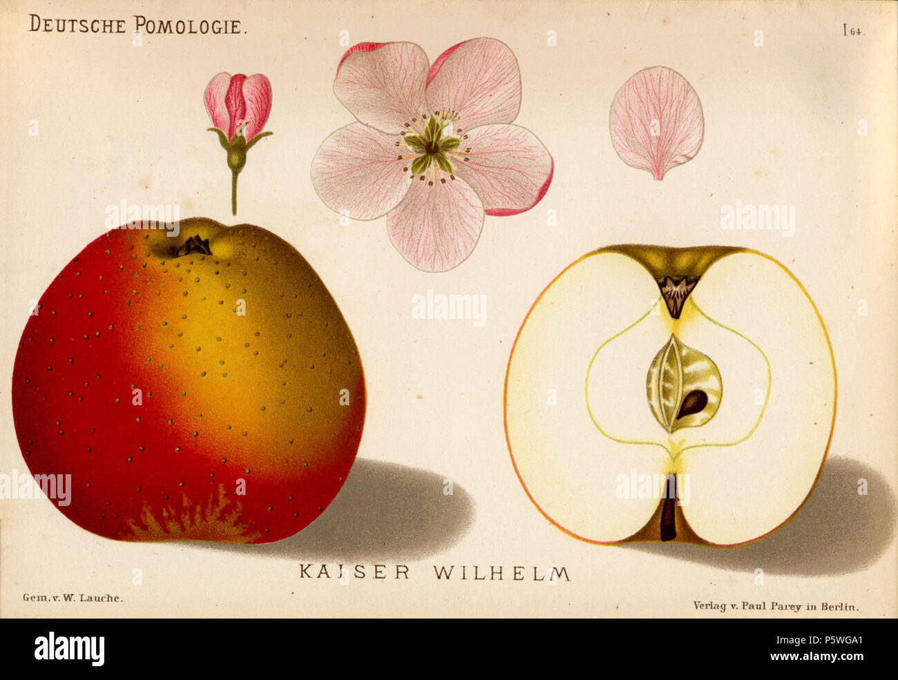 N/A. English: Illustration 64 from Deutsche Pomologie - Aepfel Apple ...