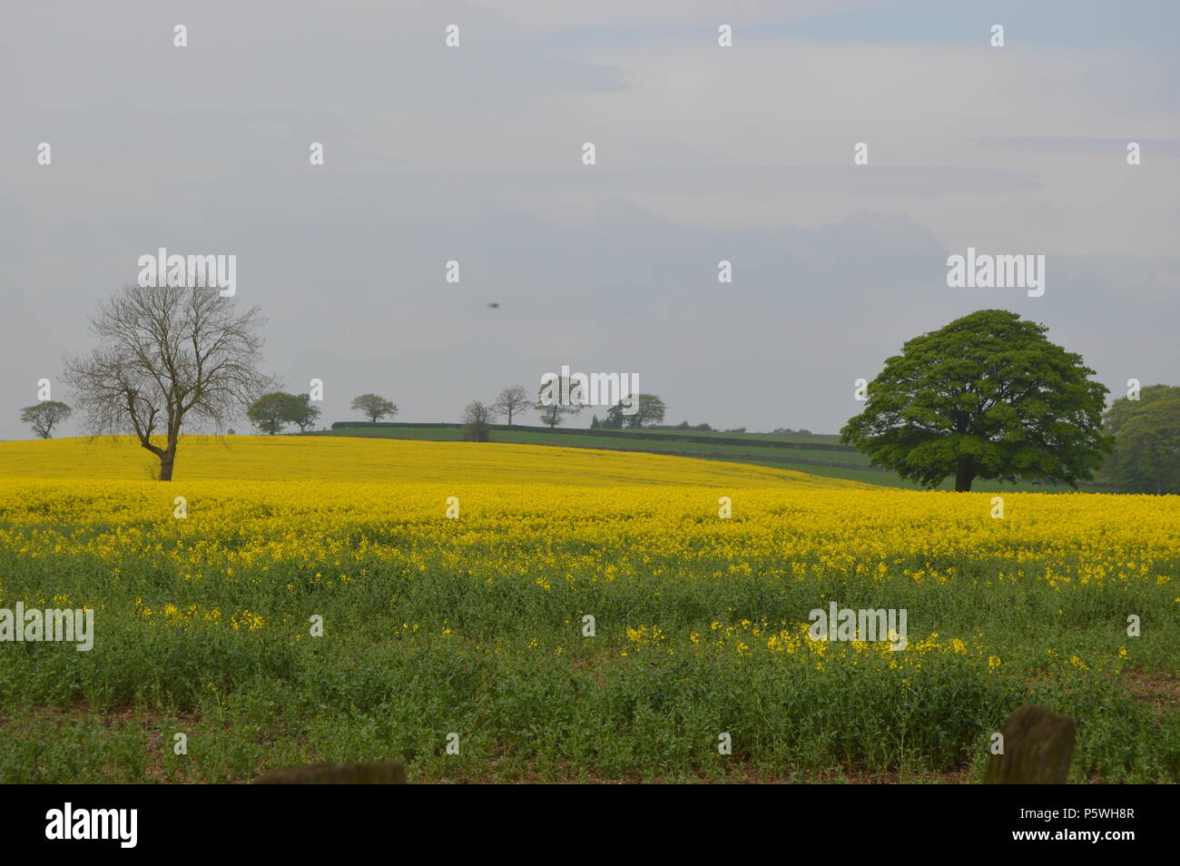 Oil Seed Rape, Rapeseed Field Stock Photo - Alamy