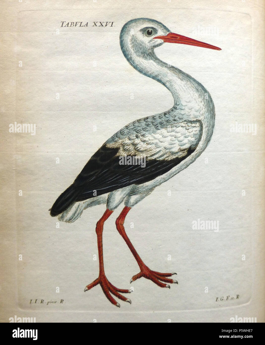 Jacob christian schäffer hi-res stock photography and images - Alamy