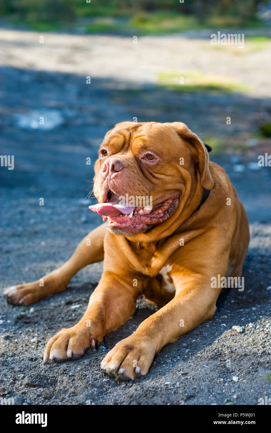 Bull Mastiff Lay down heavy panting Bull Mastiff Lay down heavy panting ...