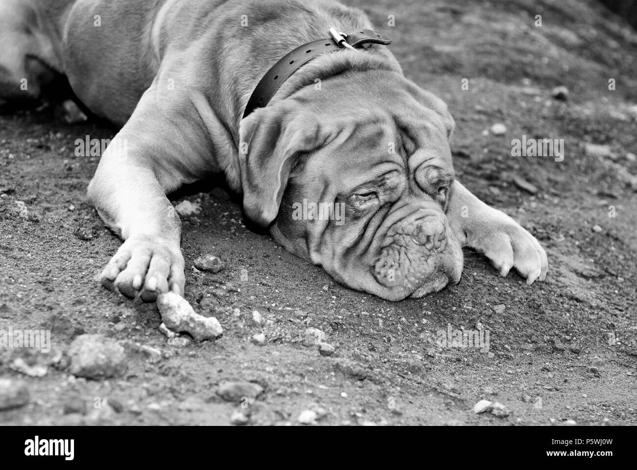 Cute large white dog Black and White Stock Photos & Images - Alamy