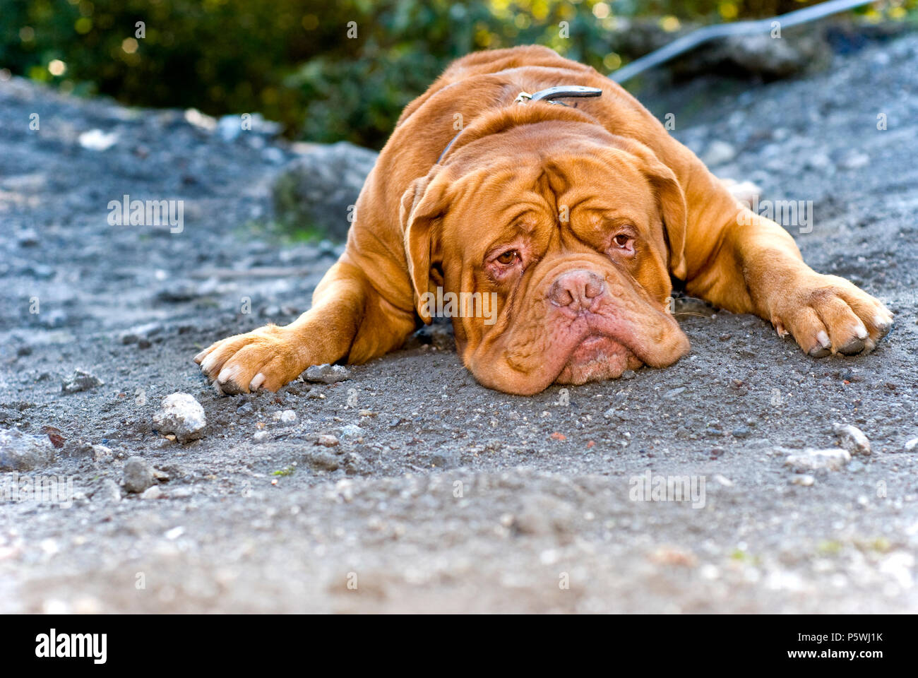 Large dog lays down on the ground Stock Photo - Alamy