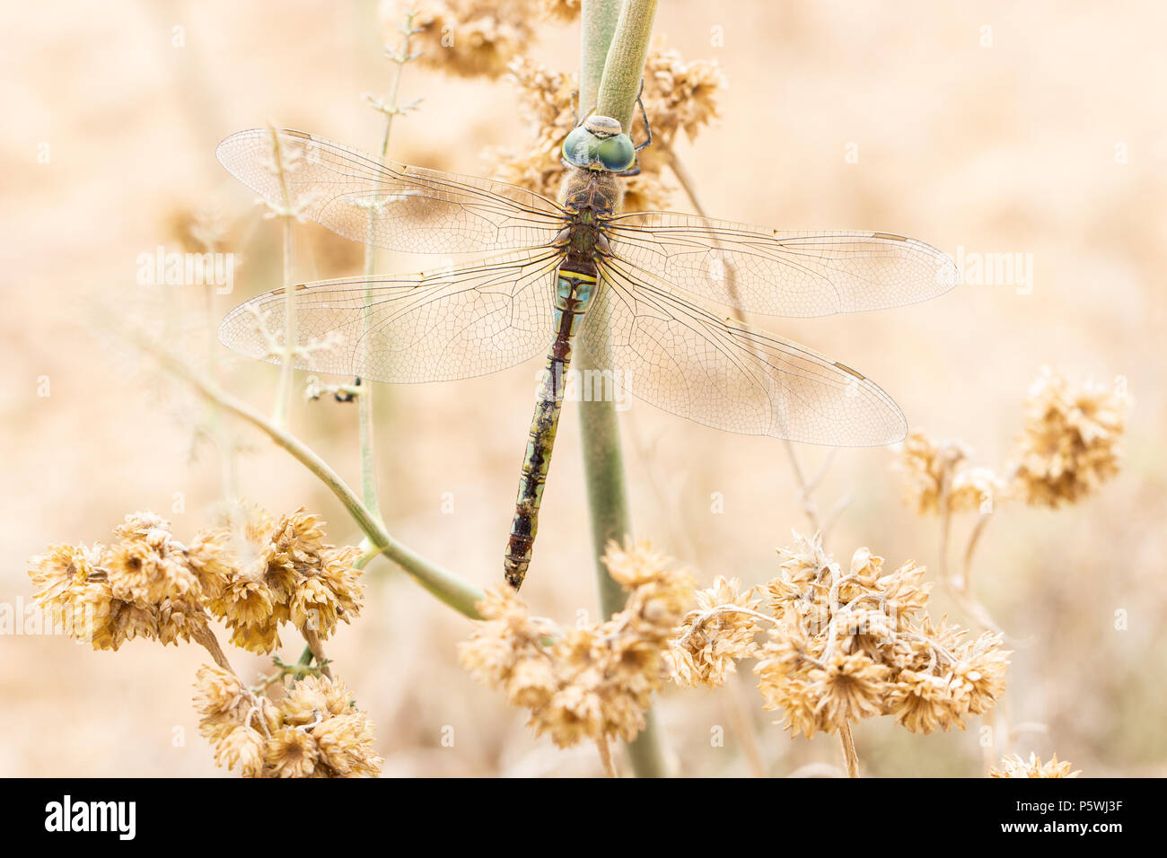 Dragonfly Anax sp resting on a plant Stock Photo - Alamy