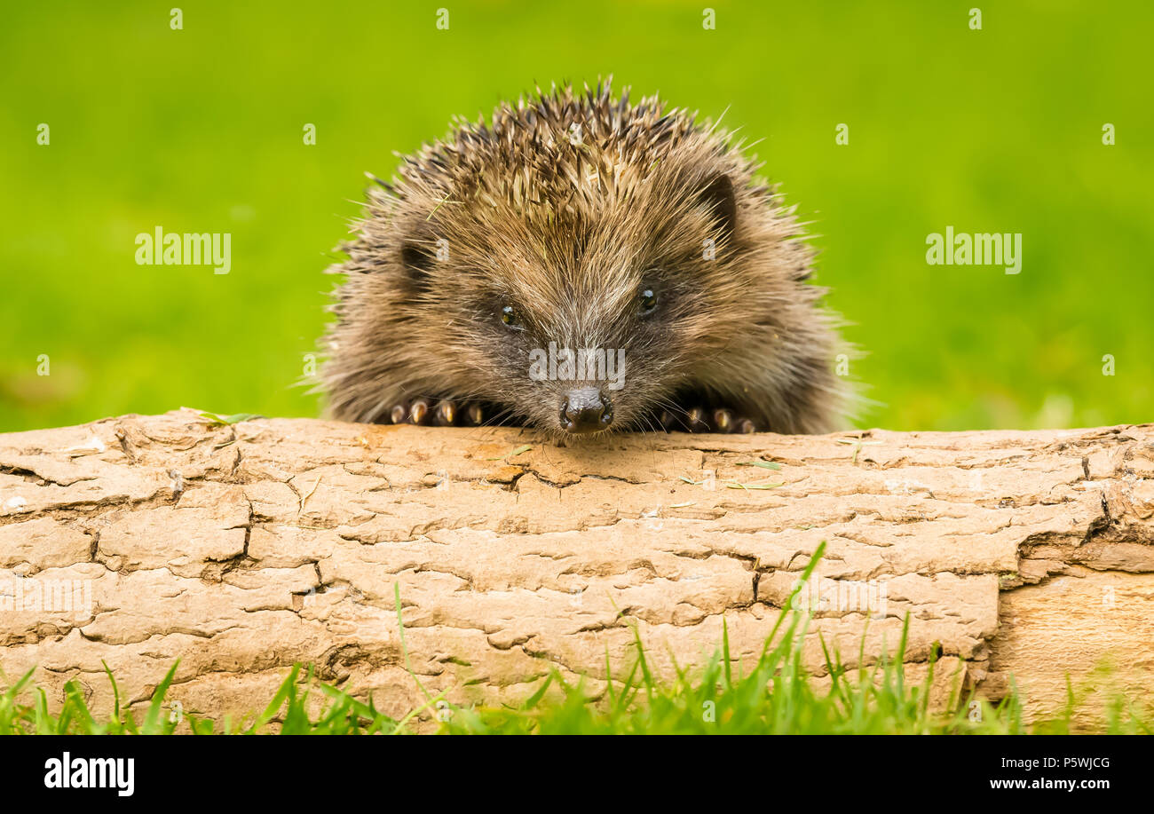 Horizontal log hi-res stock photography and images - Alamy