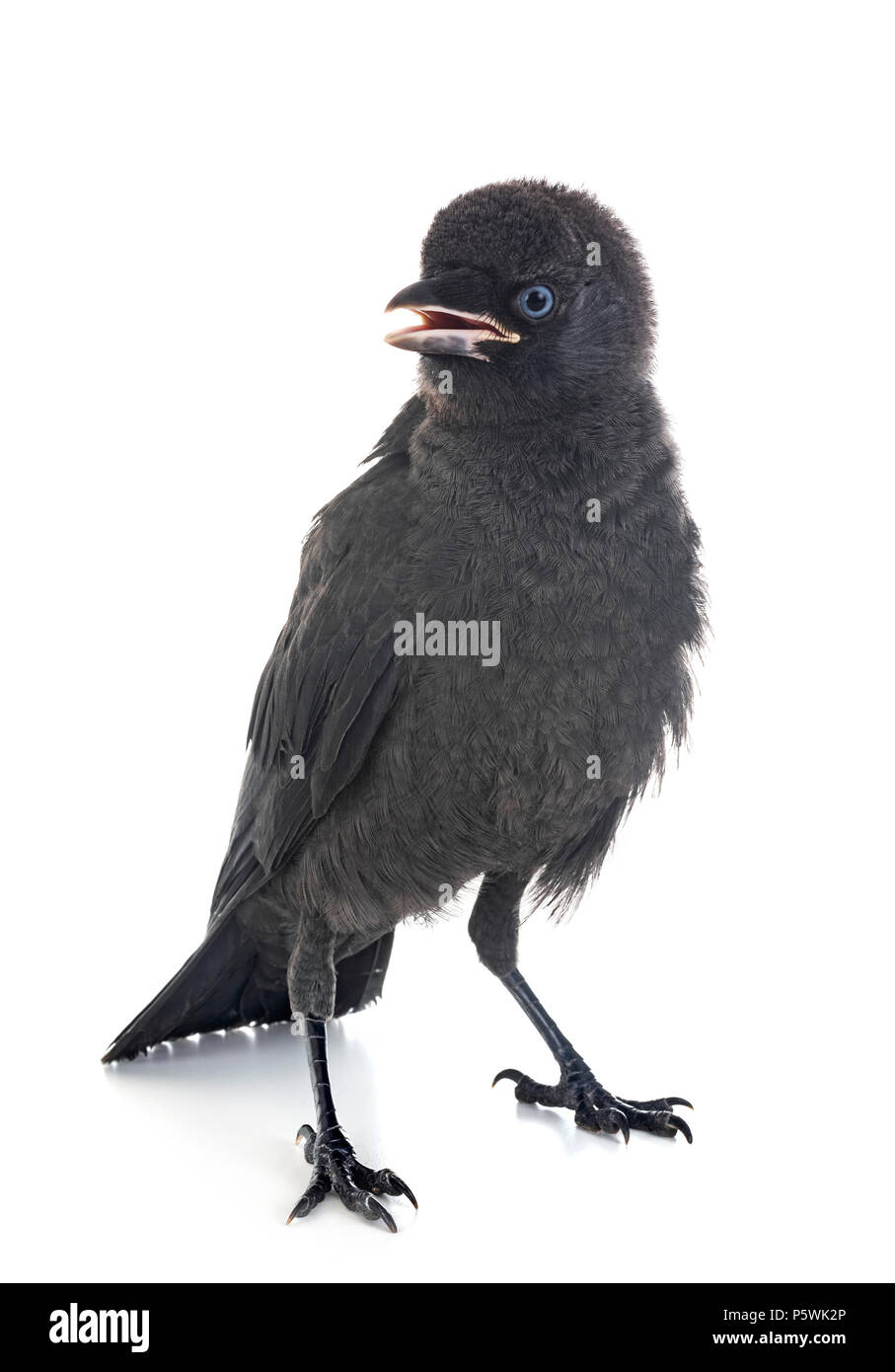 Young jackdaw hi-res stock photography and images - Alamy