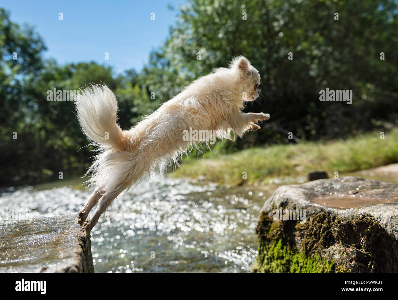 purebred chihuahua jumping in the nature in a day of summer Stock Photo ...
