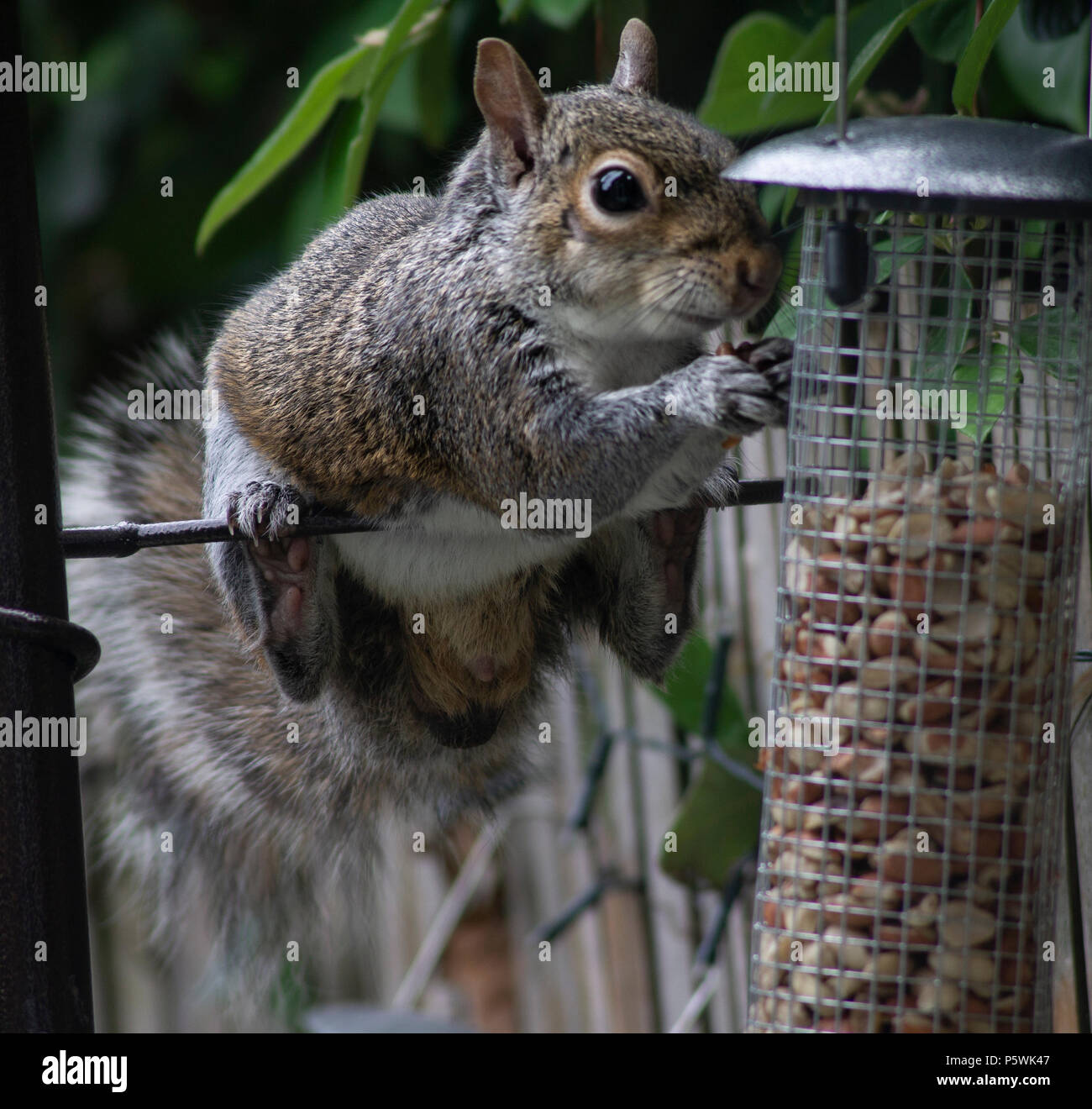 Squirrel Eating Peanuts Stock Photo - Alamy
