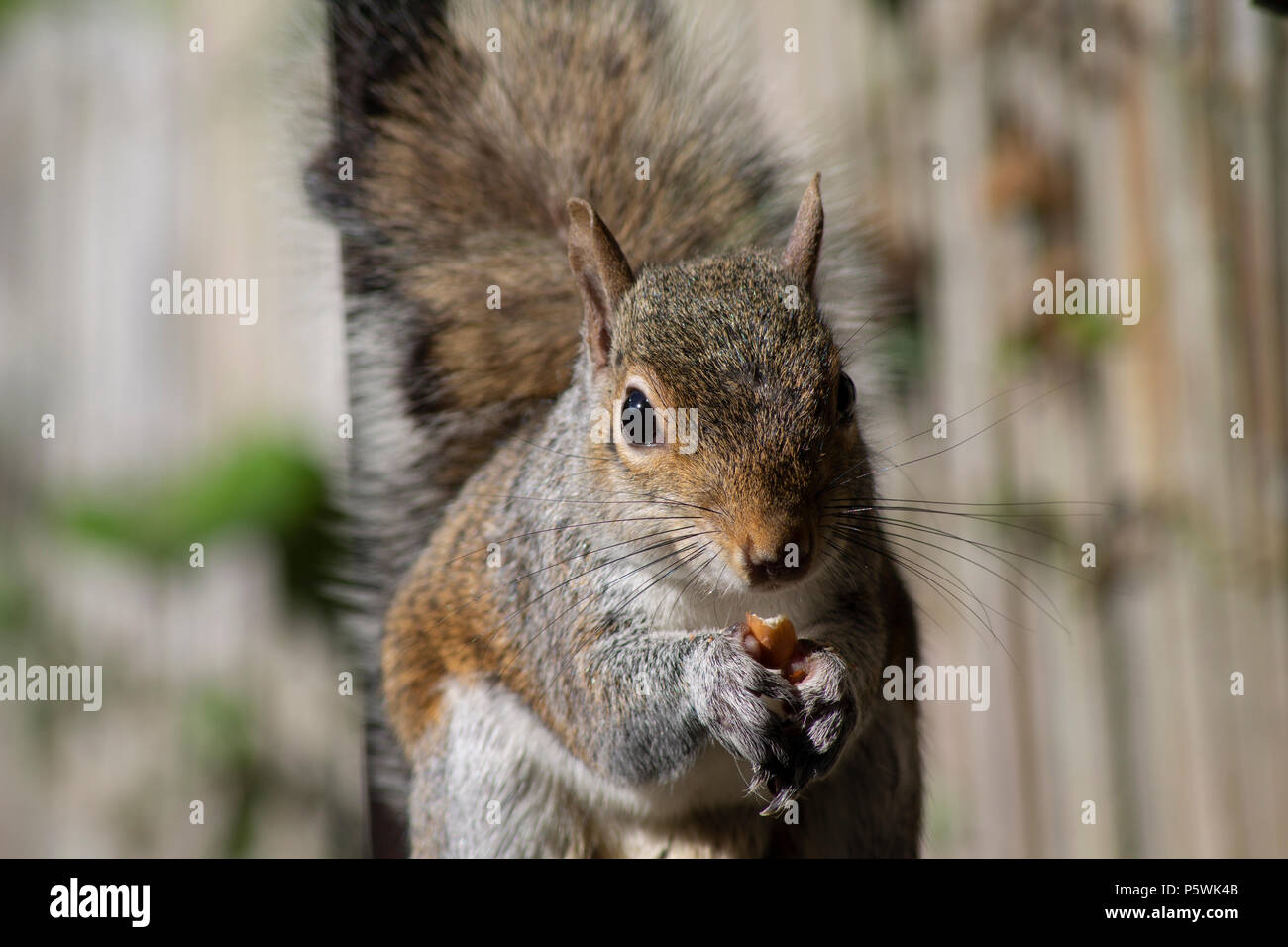 Squirrel Eating Peanuts Stock Photo - Alamy