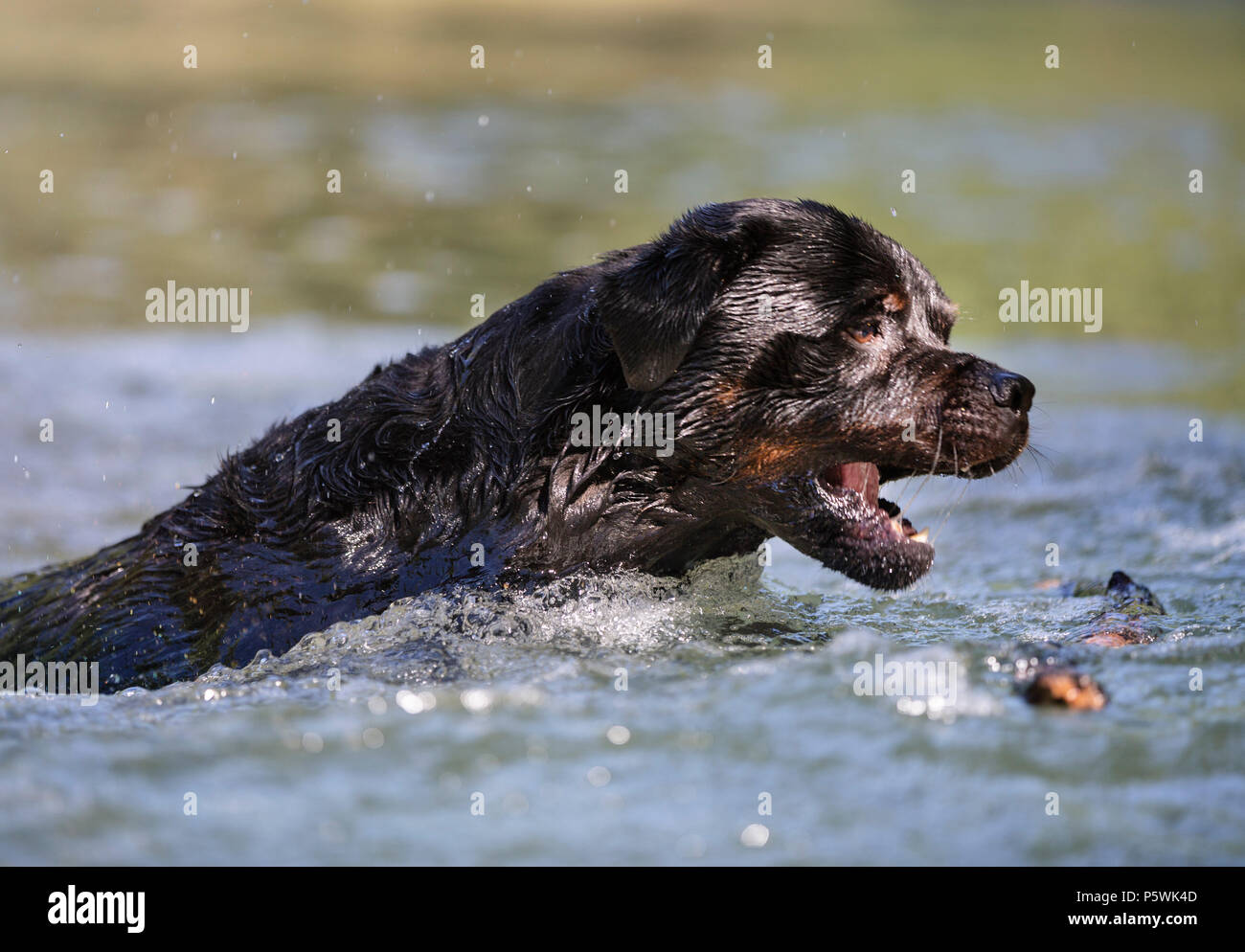 purebred rottweiler playing and jumping in a river Stock Photo - Alamy