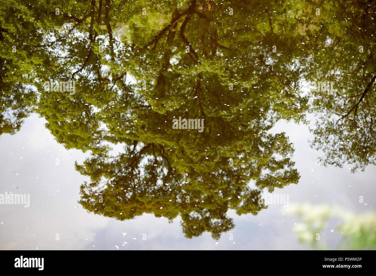 reflection of trees in river Stock Photo - Alamy