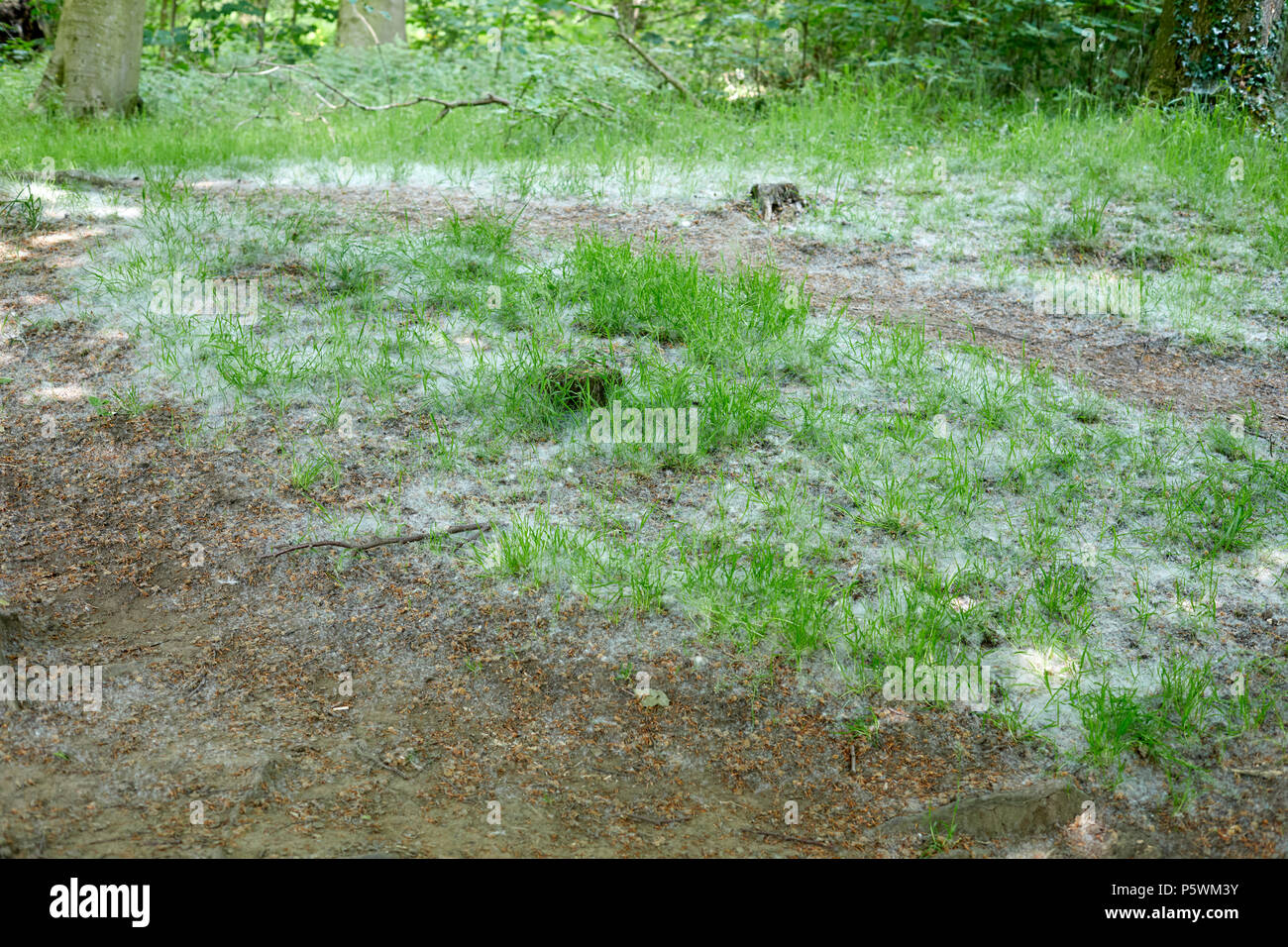 blankets of thistle wind blown seeds Stock Photo - Alamy