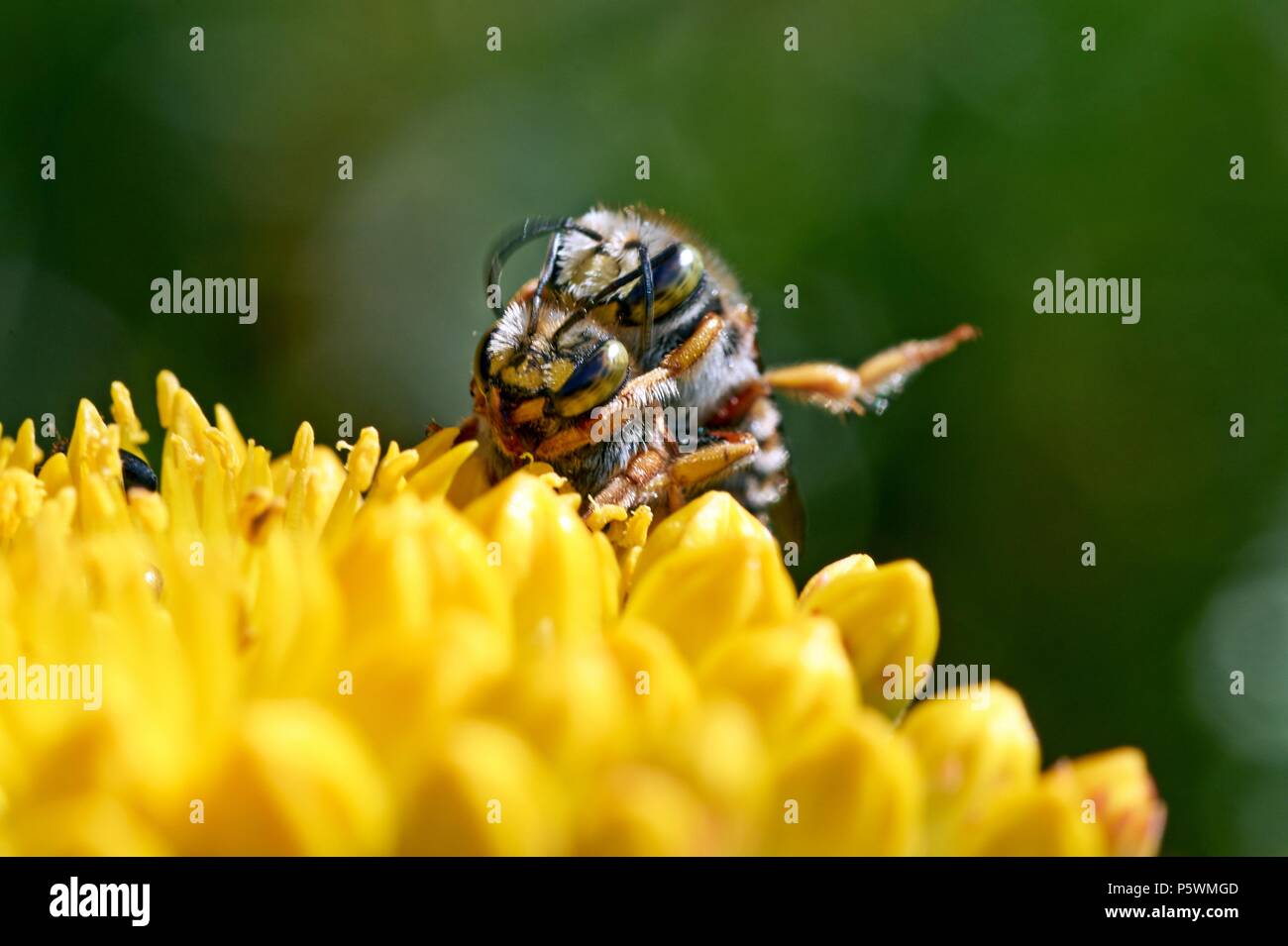 Bee Anthophila sits to rest on a yellow flower Stock Photo - Alamy