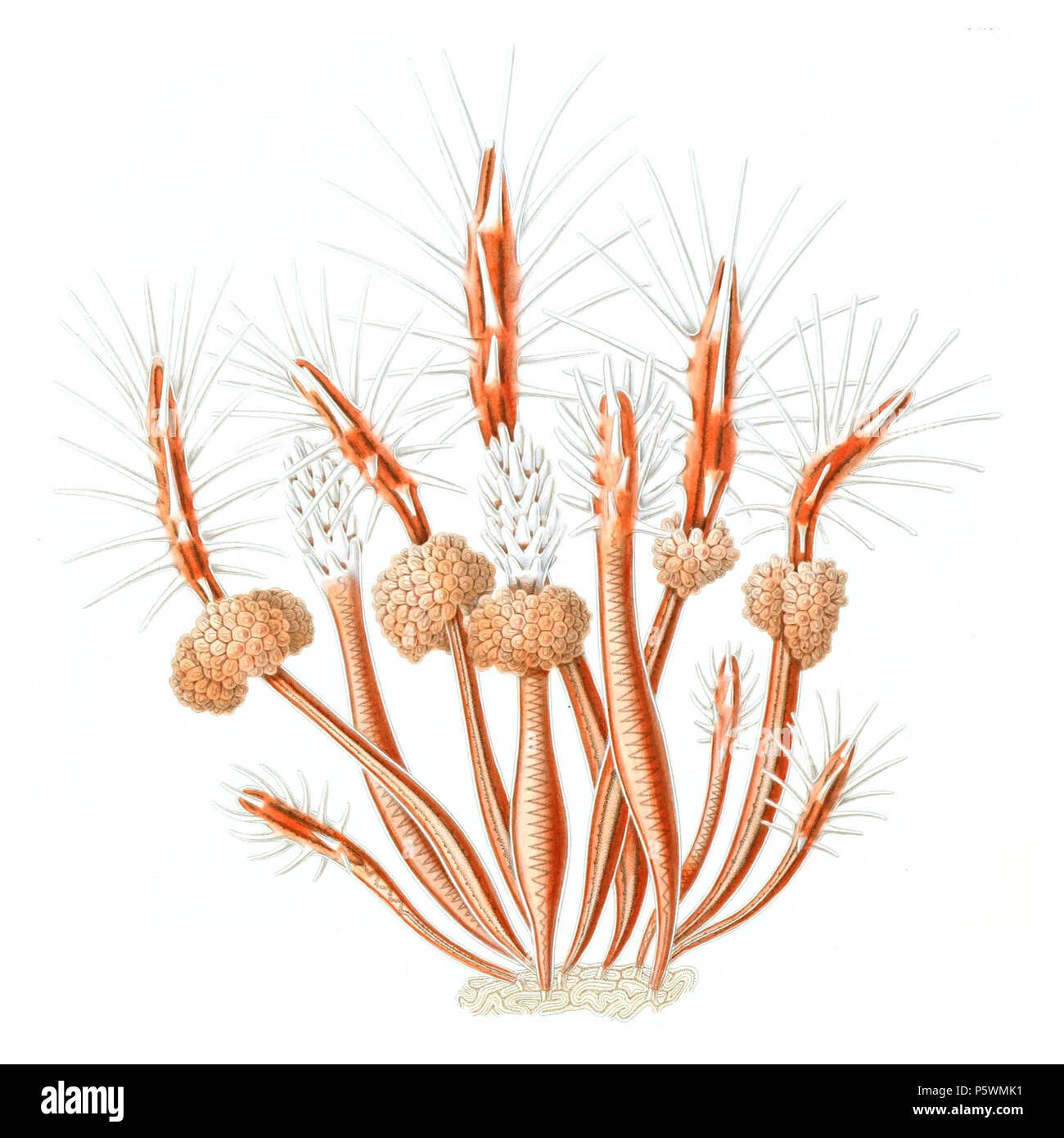 Allman Cut Out Stock Images & Pictures - Alamy